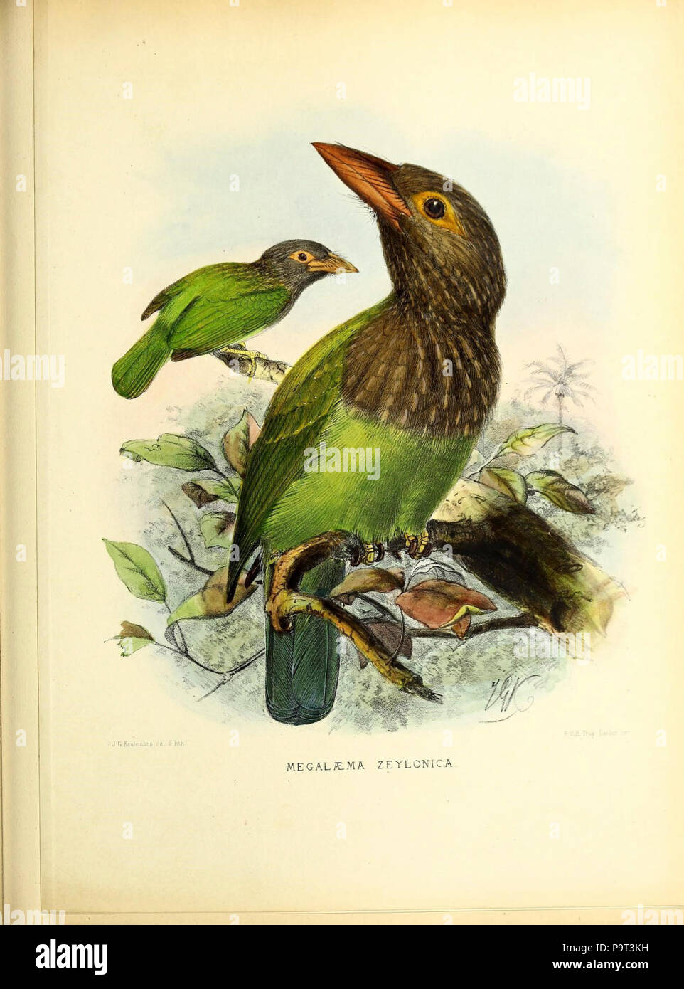 A monograph of the Capitonidæ, or scansorial barbets Stock Photo - Alamy