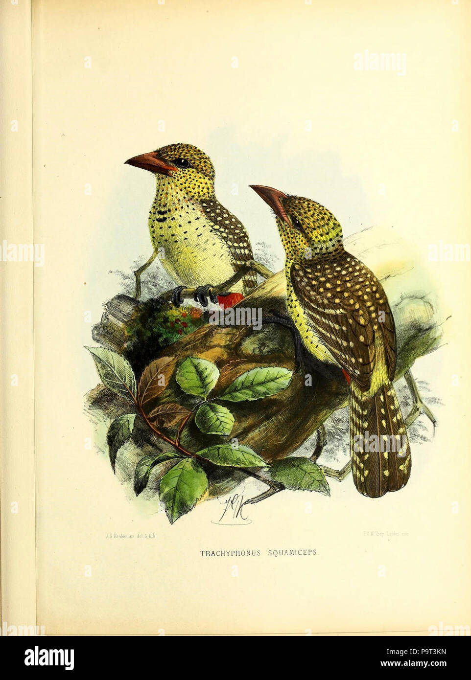 A monograph of the Capitonidæ, or scansorial barbets Stock Photo - Alamy