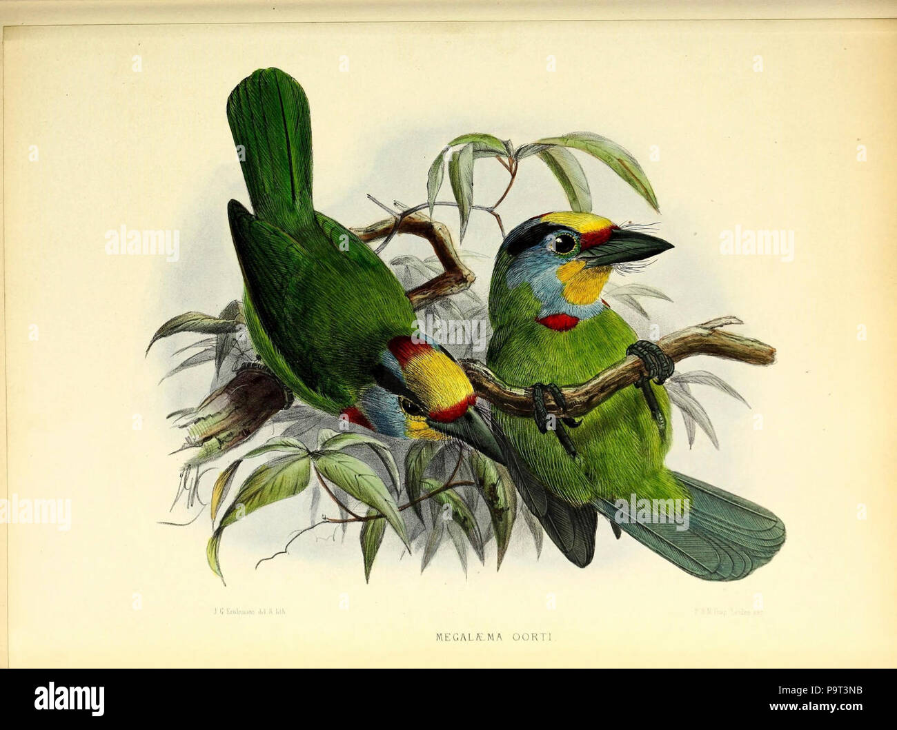 A monograph of the Capitonidæ, or scansorial barbets Stock Photo - Alamy
