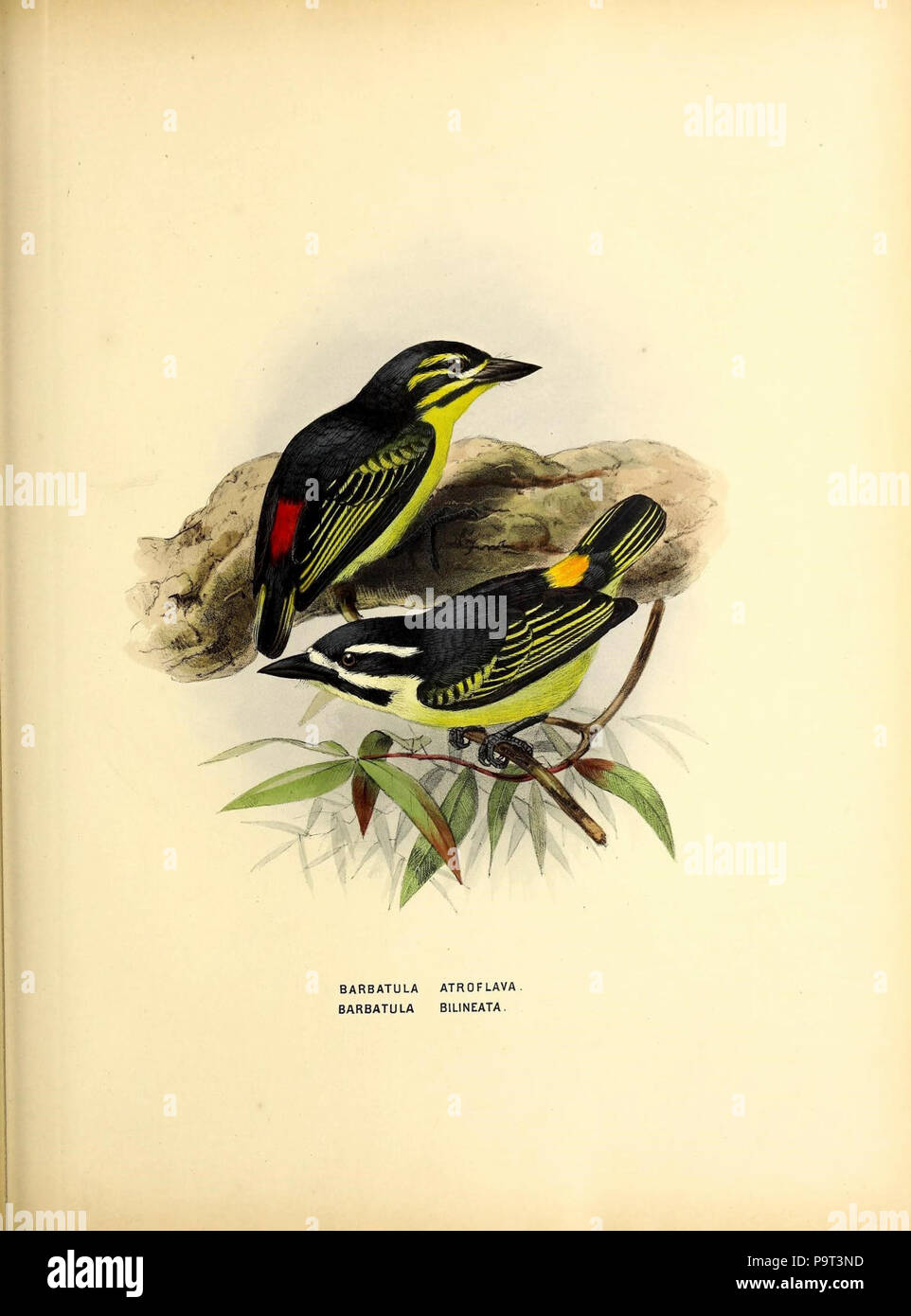 Scansorial hi-res stock photography and images - Alamy