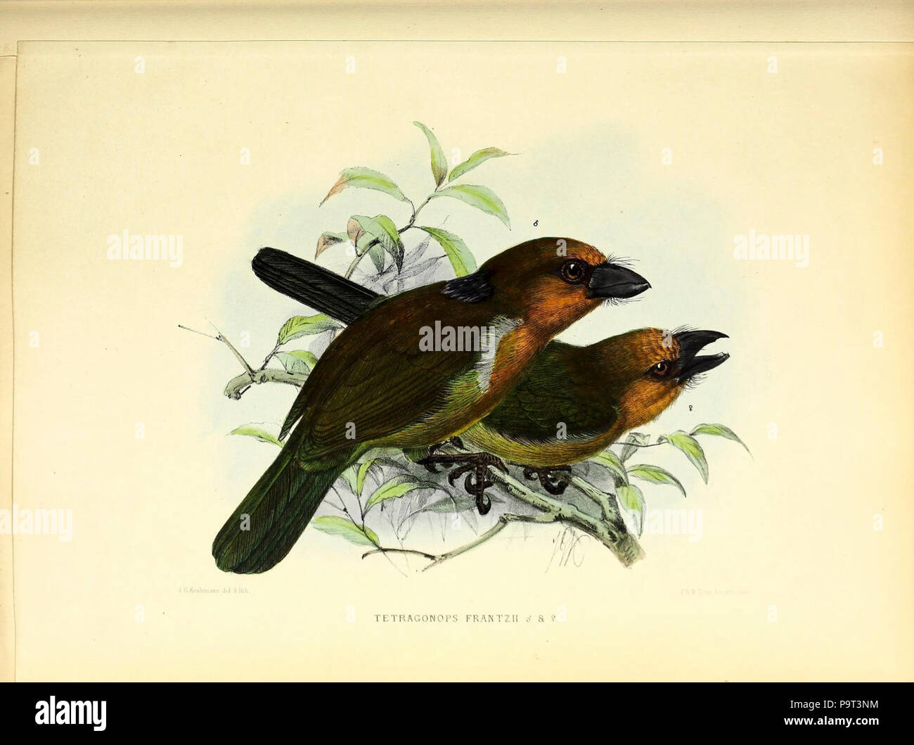 Scansorial hi-res stock photography and images - Alamy