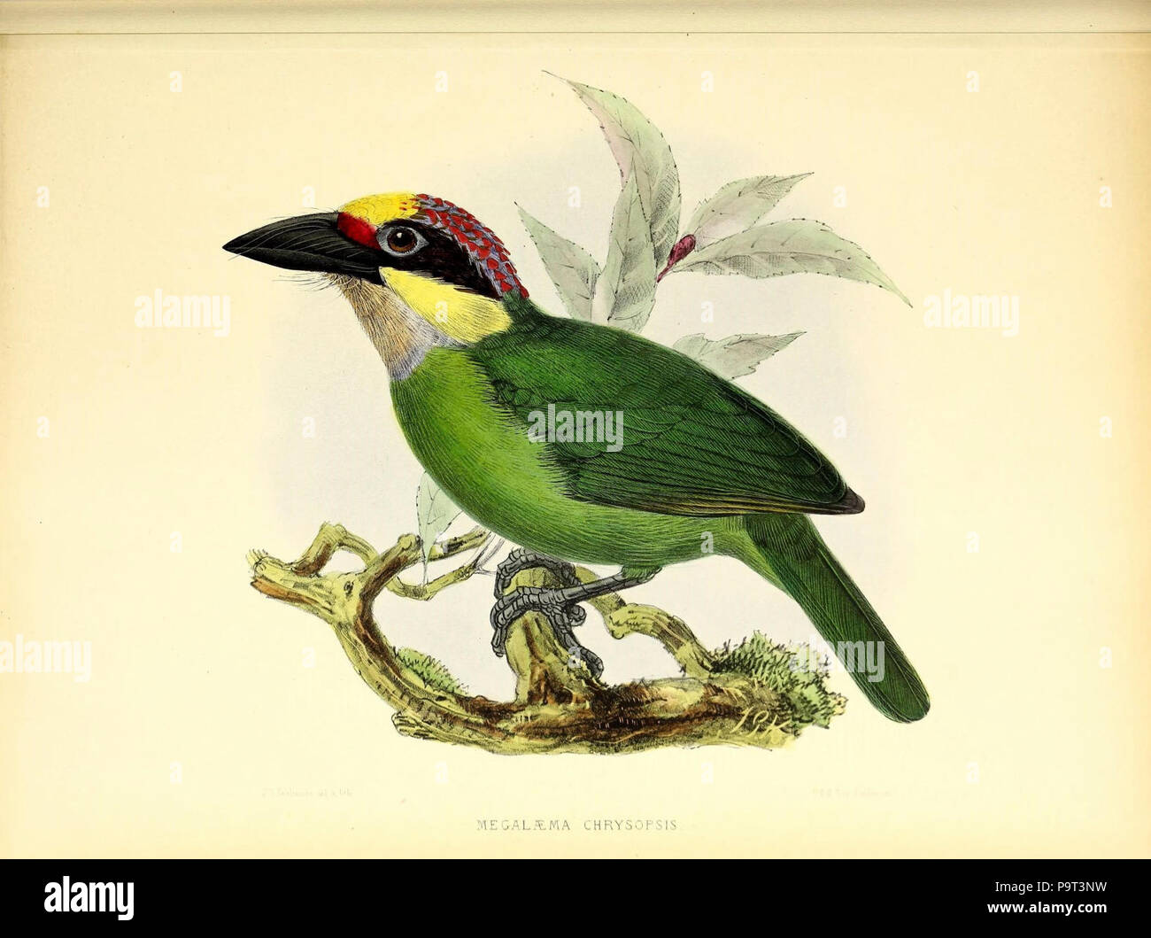 Scansorial hi-res stock photography and images - Alamy