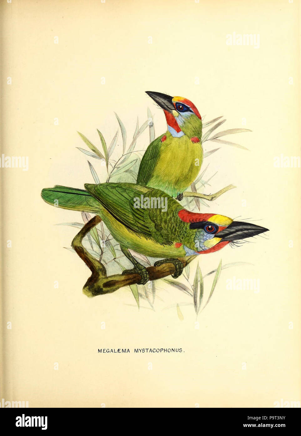 A monograph of the Capitonidæ, or scansorial barbets Stock Photo - Alamy