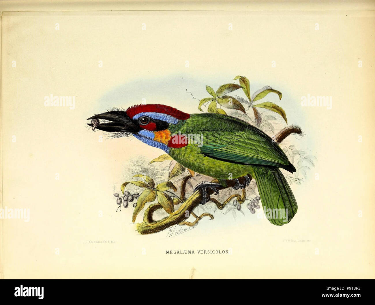 A monograph of the Capitonidæ, or scansorial barbets Stock Photo - Alamy