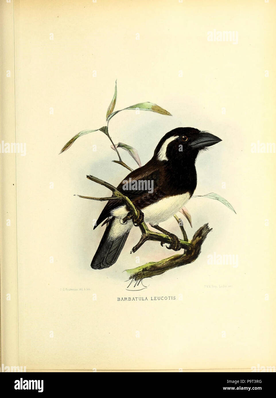 Scansorial hi-res stock photography and images - Alamy