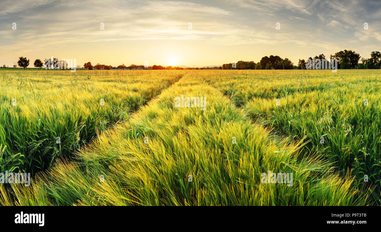 Wheat field landscape with path in the sunset time Stock Photo - Alamy