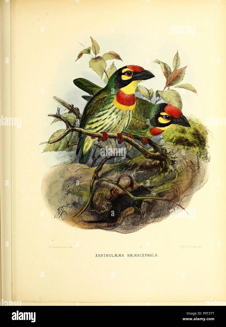 Scansorial hi-res stock photography and images - Alamy