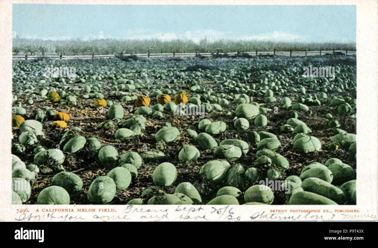 Melon production hi-res stock photography and images - Alamy