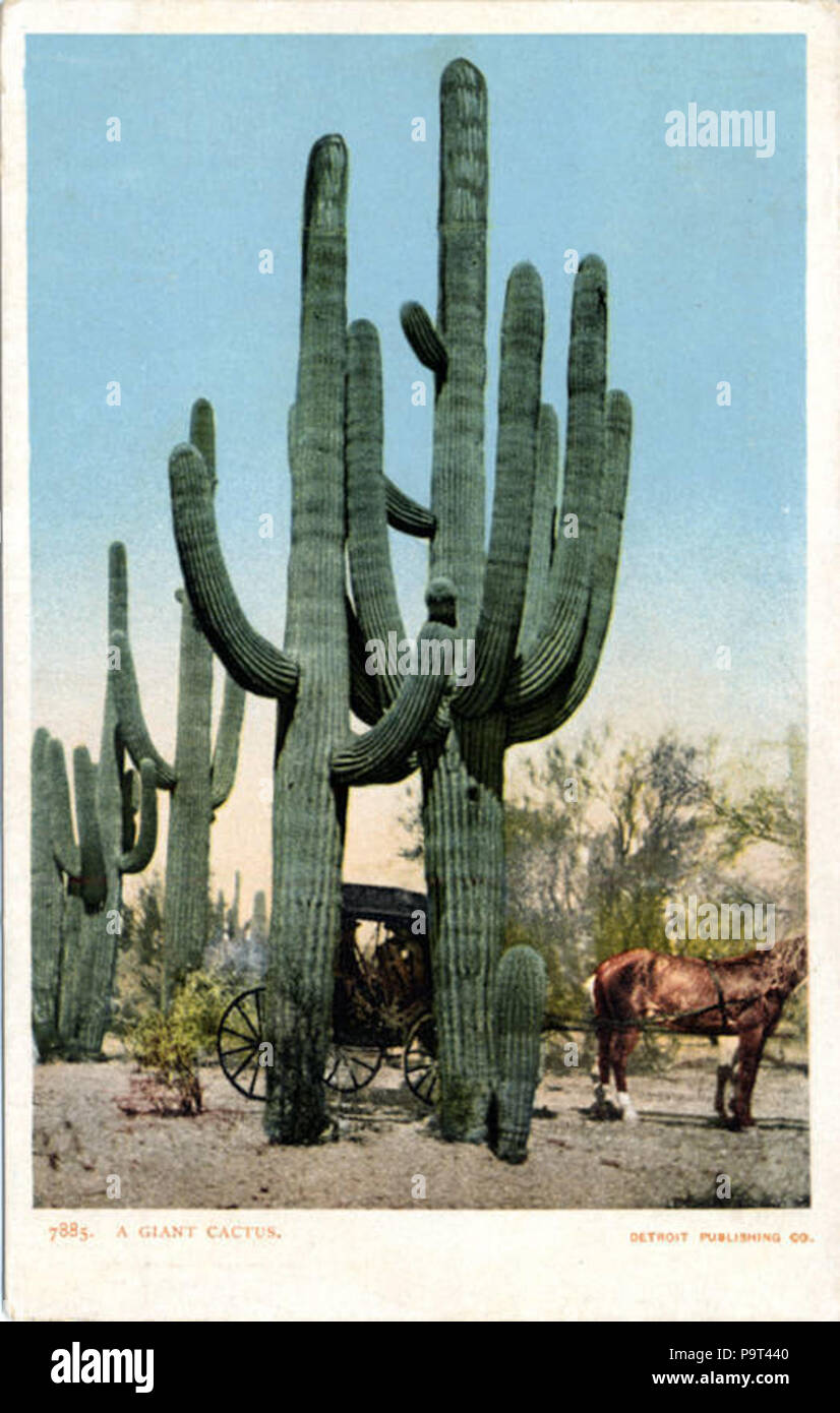 Giantcactus hi-res stock photography and images - Alamy
