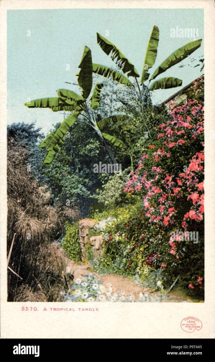 Native californian plant hi-res stock photography and images - Alamy