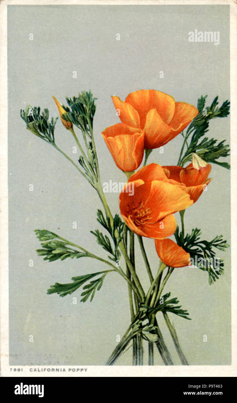 California poppy botanical illustration hi-res stock photography and ...