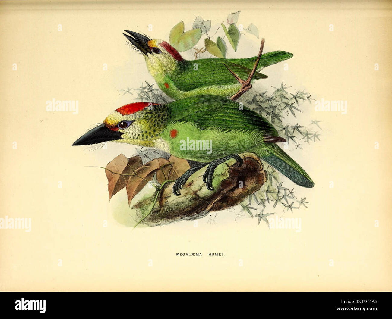 Scansorial hi-res stock photography and images - Alamy