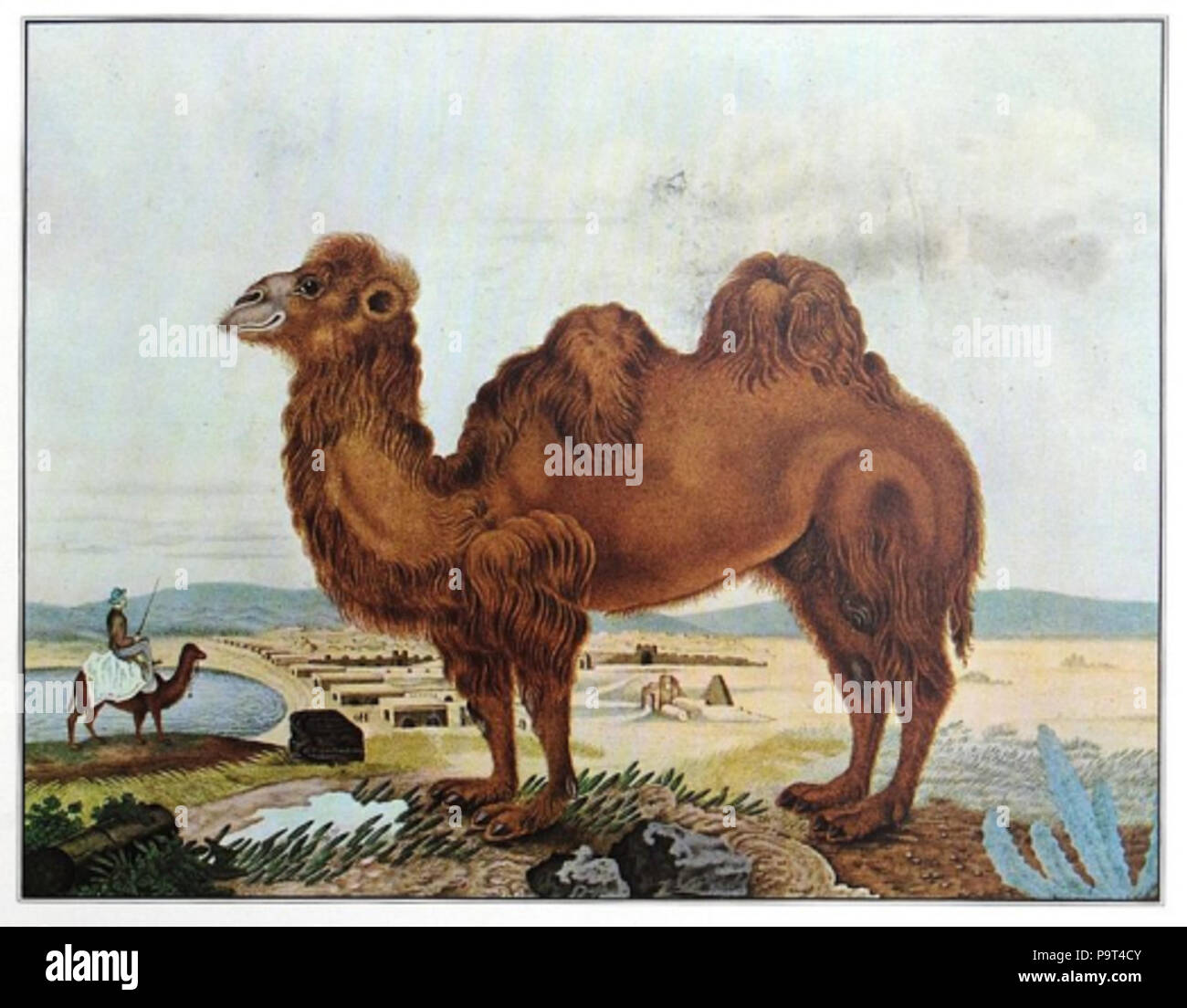 268 Camel Watercolor Stock Photo - Alamy