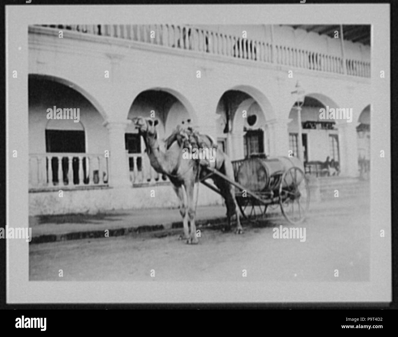 Camel drawn cart Black and White Stock Photos & Images - Alamy