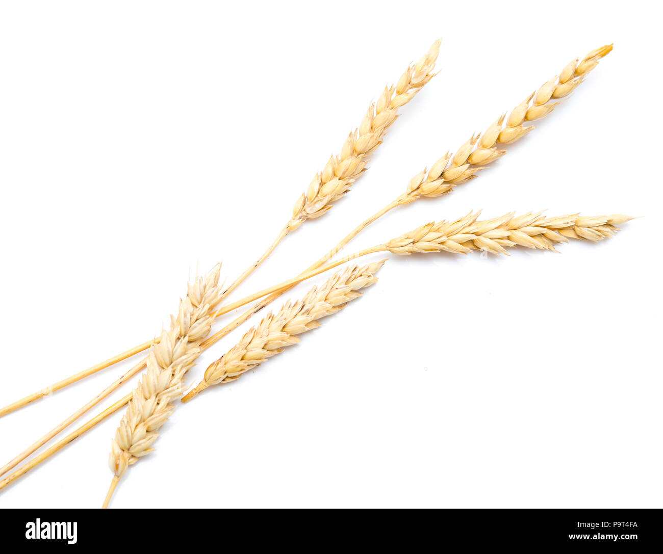 Wheat isolated on white background Stock Photo - Alamy