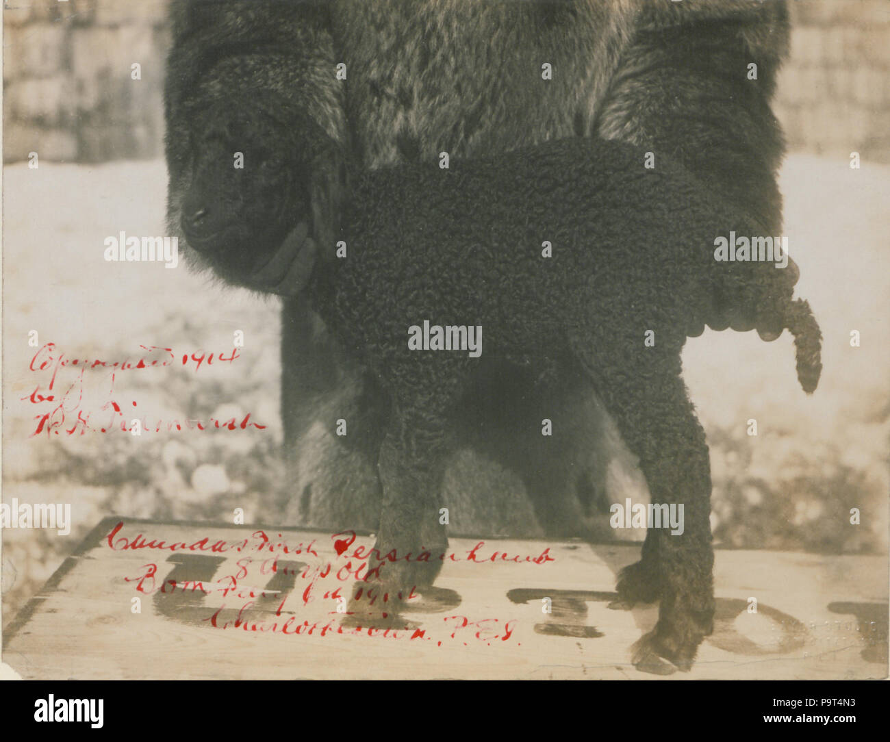 Persian lamb hi-res stock photography and images - Alamy