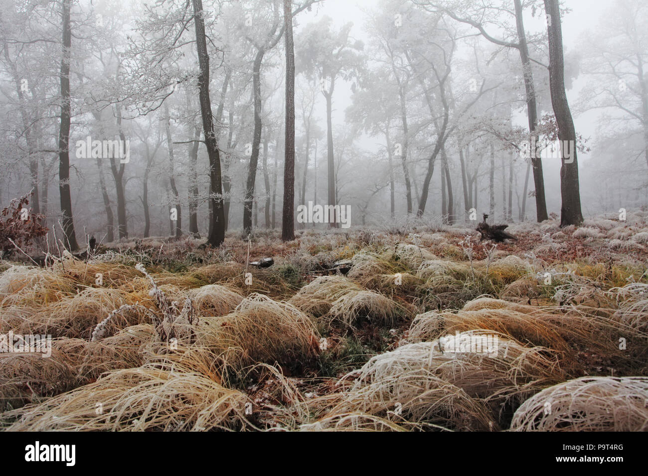 Winter frozen tree with mist at day Stock Photo - Alamy