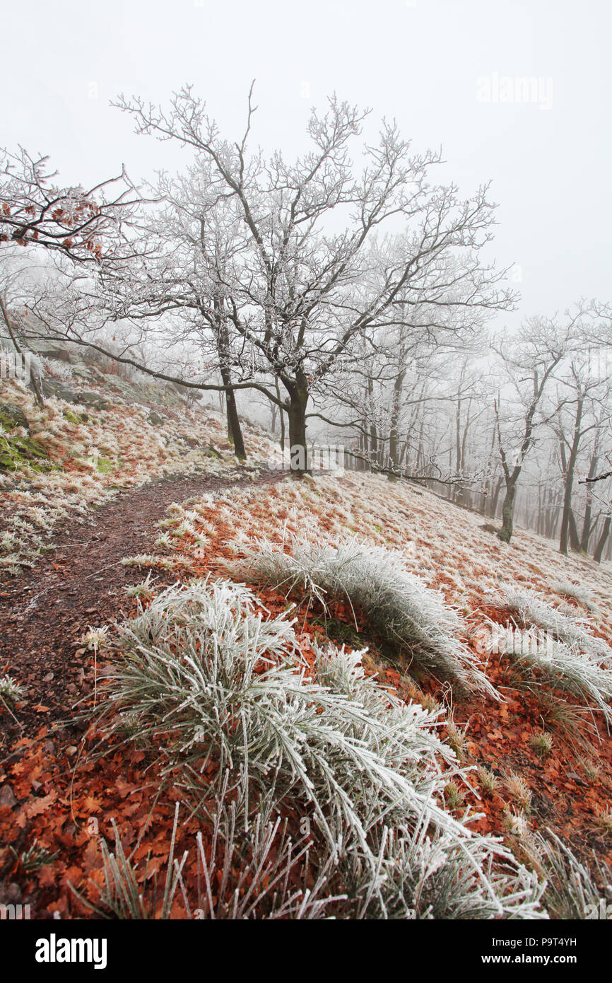 Winter frozen tree with mist at day Stock Photo - Alamy