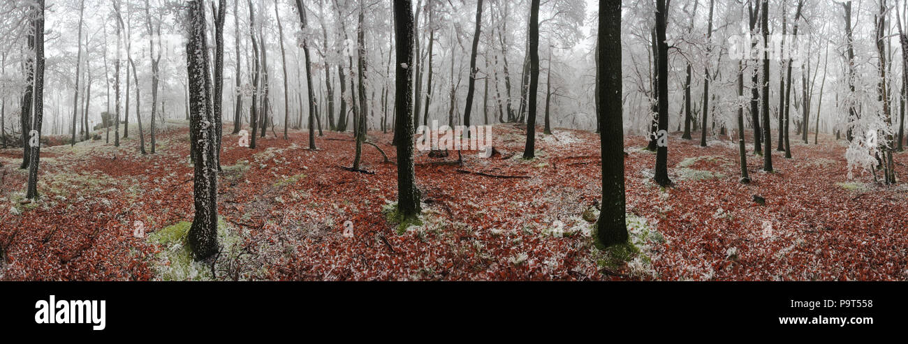 Forest winter 360 degrees panorama with tree Stock Photo - Alamy