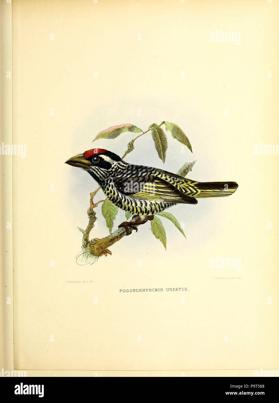 A monograph of the Capitonidæ, or scansorial barbets (Pl. (XIII Stock ...