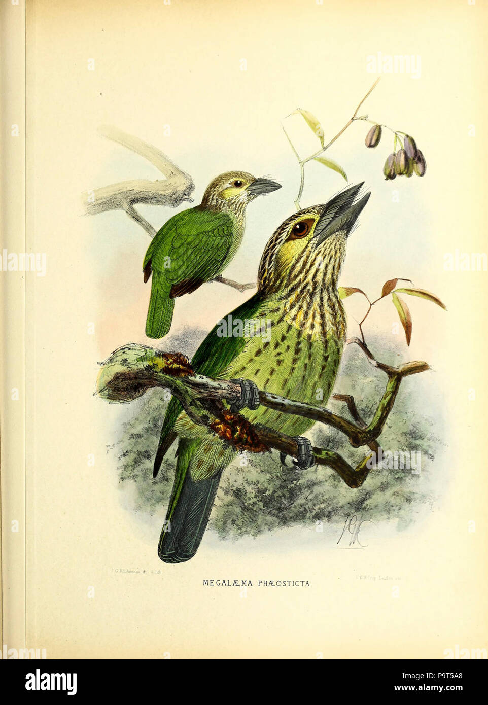 A monograph of the Capitonidæ, or scansorial barbets (Pl. (XLI Stock ...