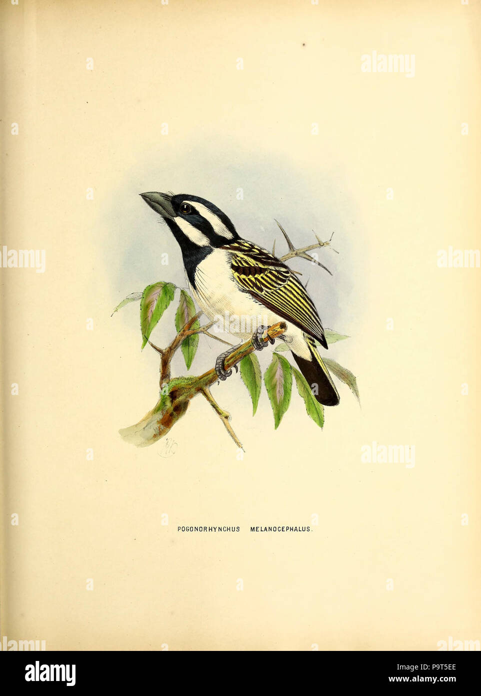 A monograph of the Capitonidæ, or scansorial barbets (Pl. (XV Stock ...