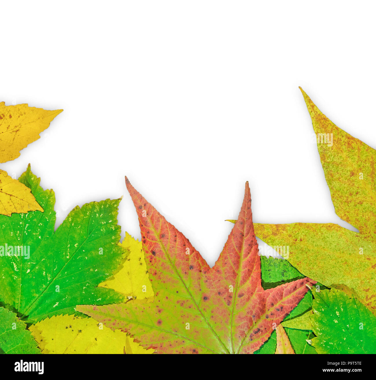 Autumn leaves and big green leaf Stock Photo - Alamy