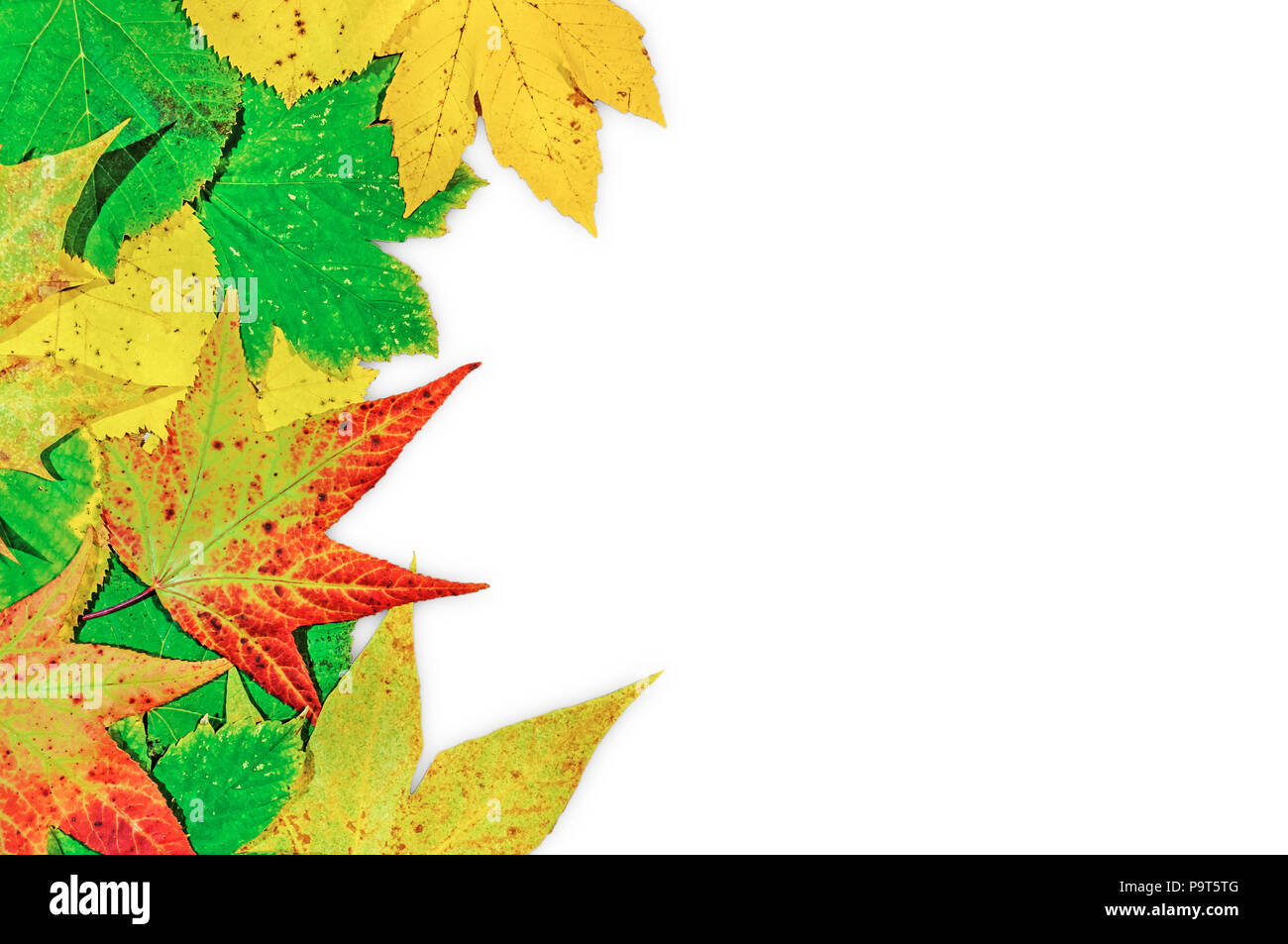 Autumn leaves and big green leaf Stock Photo - Alamy