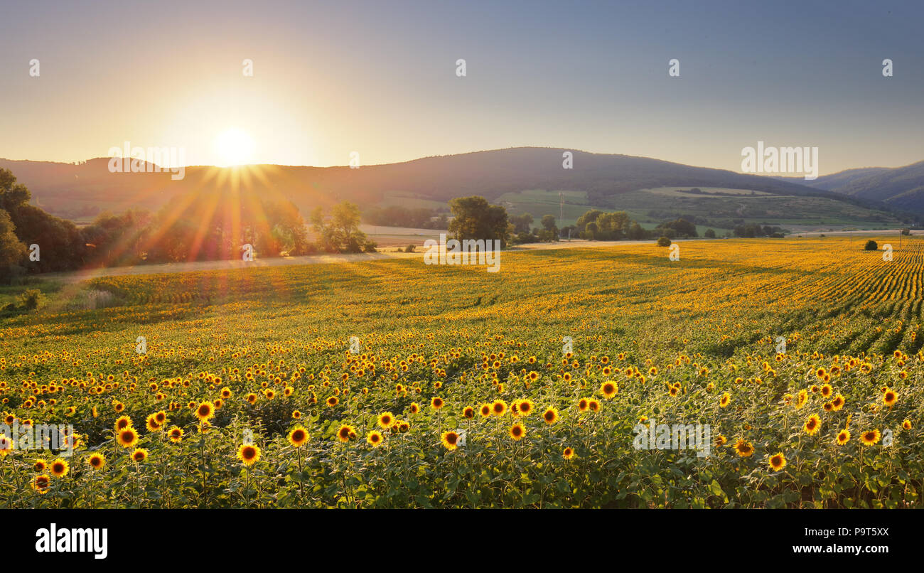 Sunflower field at sunset hi-res stock photography and images - Alamy