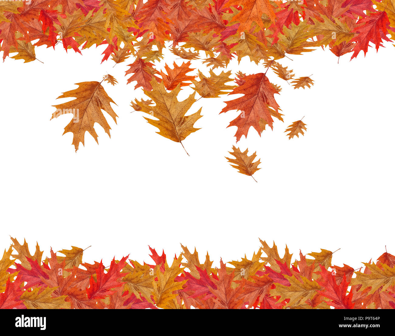 Border Frame of colored falling maple red leaf Stock Photo - Alamy