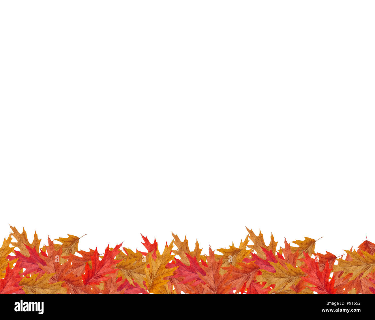 Border Frame of colored falling maple red leaf Stock Photo - Alamy