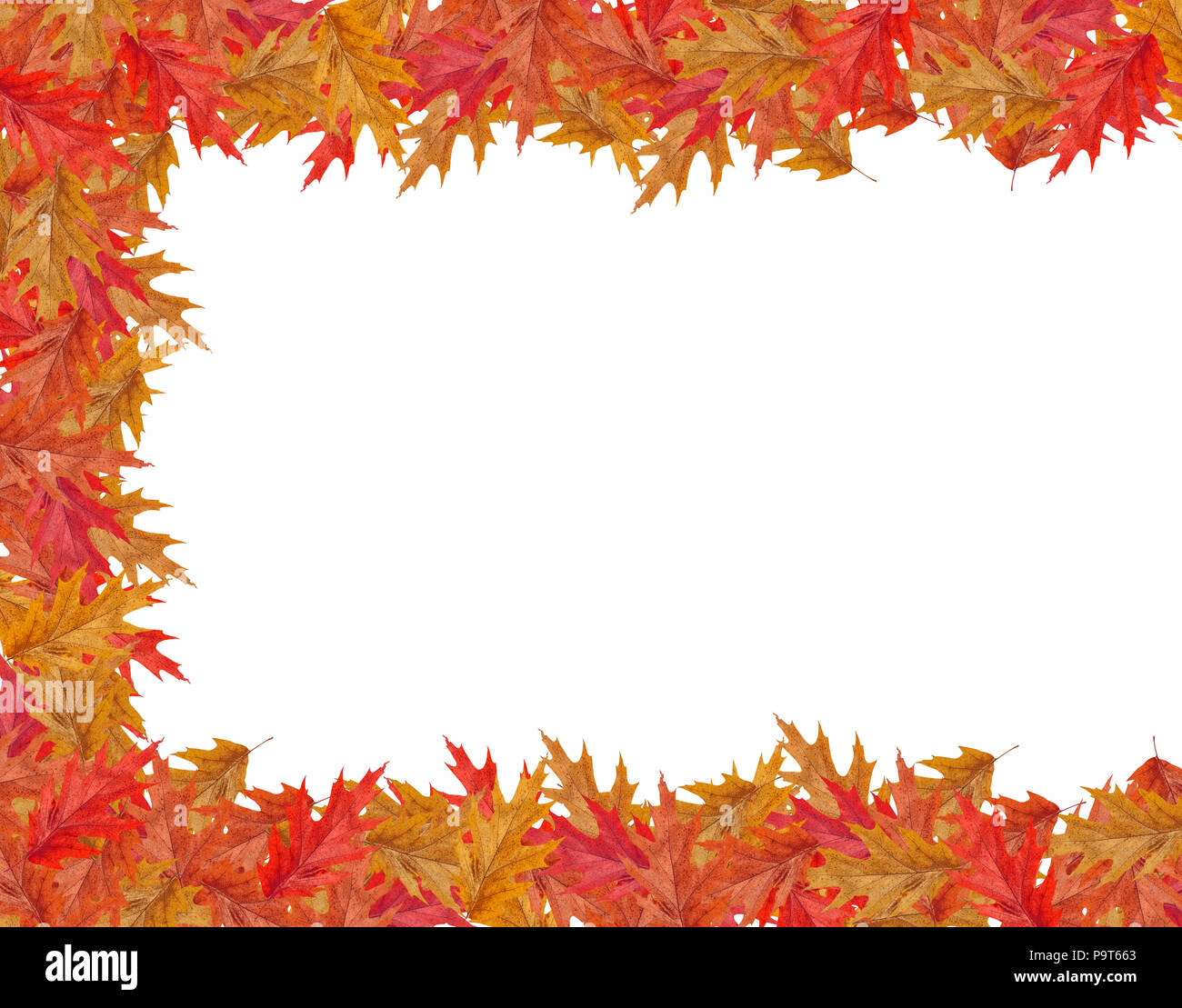 Border Frame of colored falling maple red leaf Stock Photo - Alamy