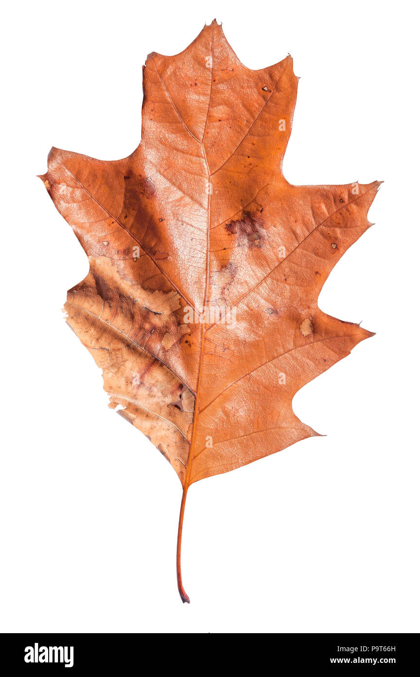 Brown autumn leaf like plant natural botany texture isolated Stock ...