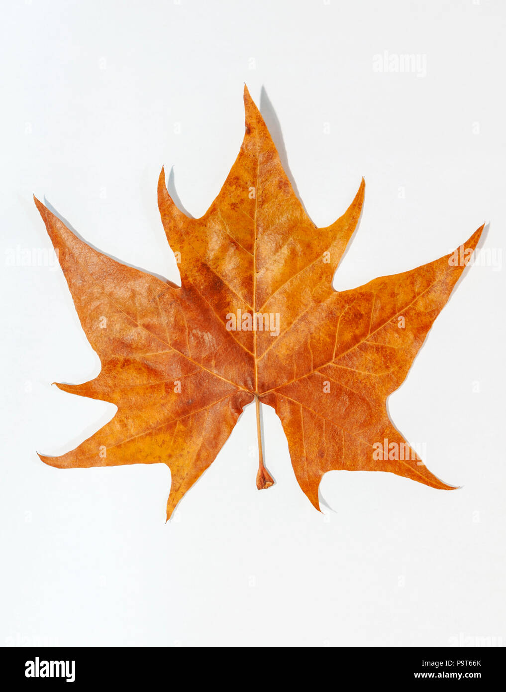 Brown leaf as an autumn symbol Stock Photo - Alamy