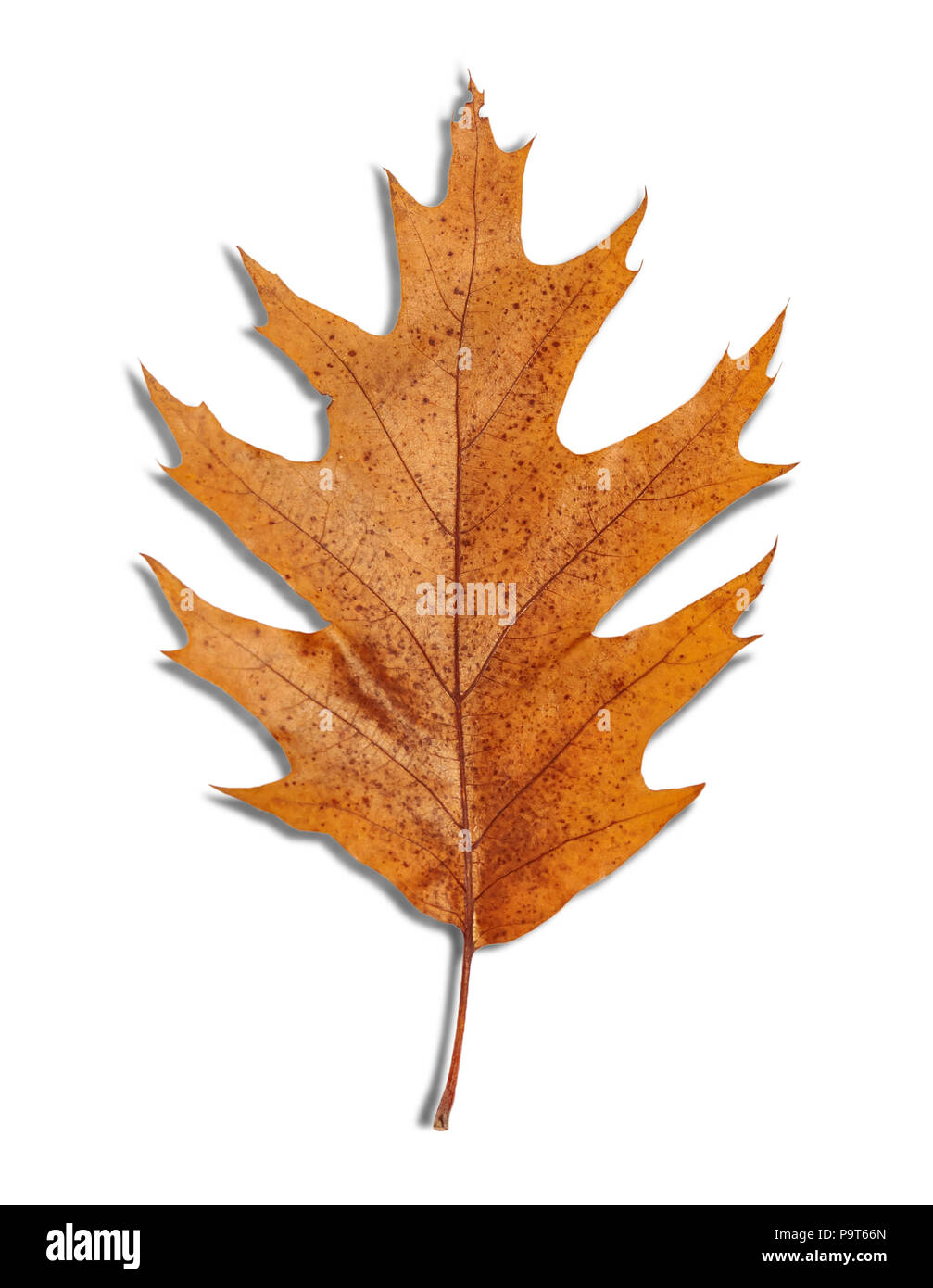 Brown leaf as an autumn symbol Stock Photo - Alamy