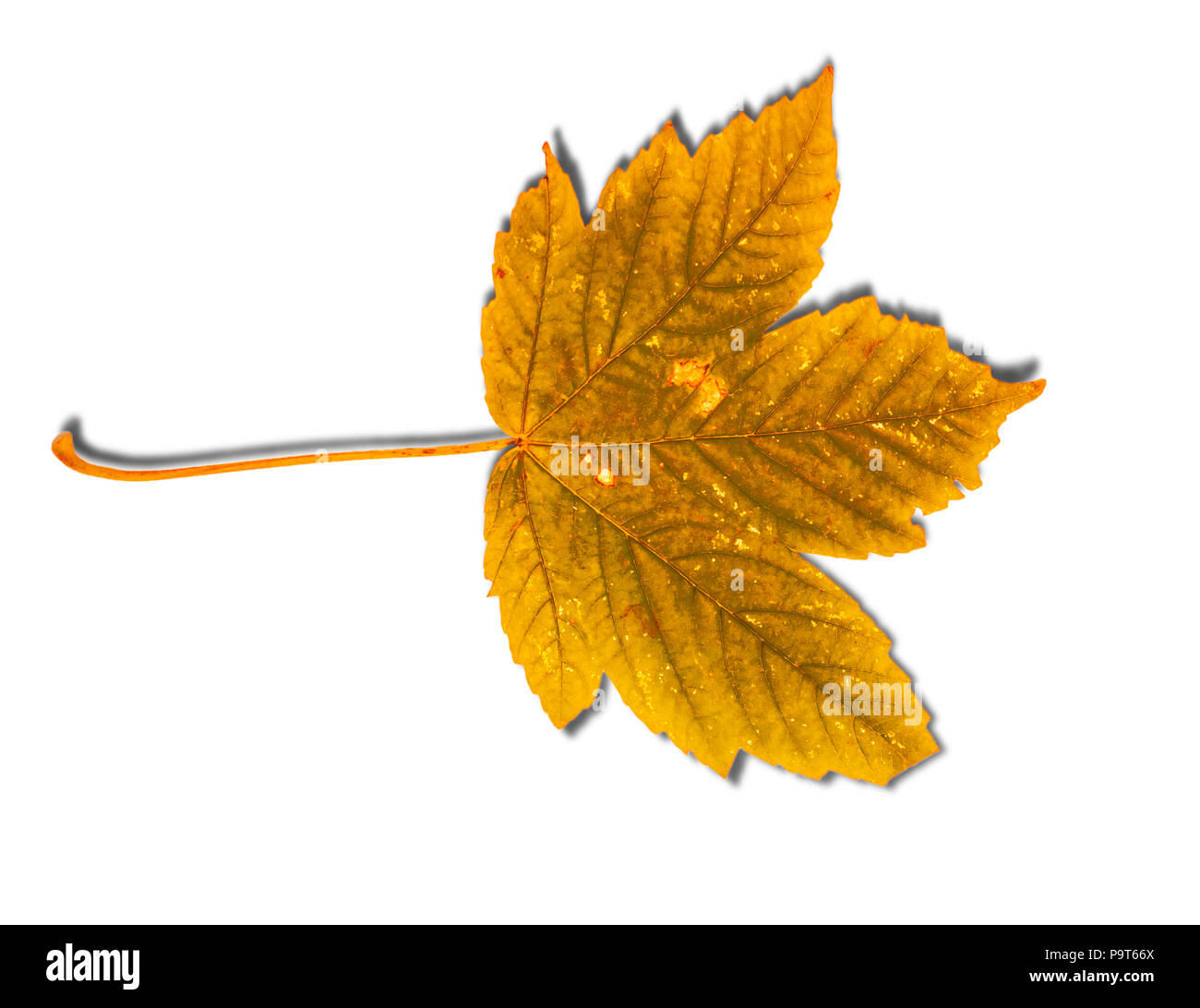 Brown leaf as an autumn symbol Stock Photo - Alamy