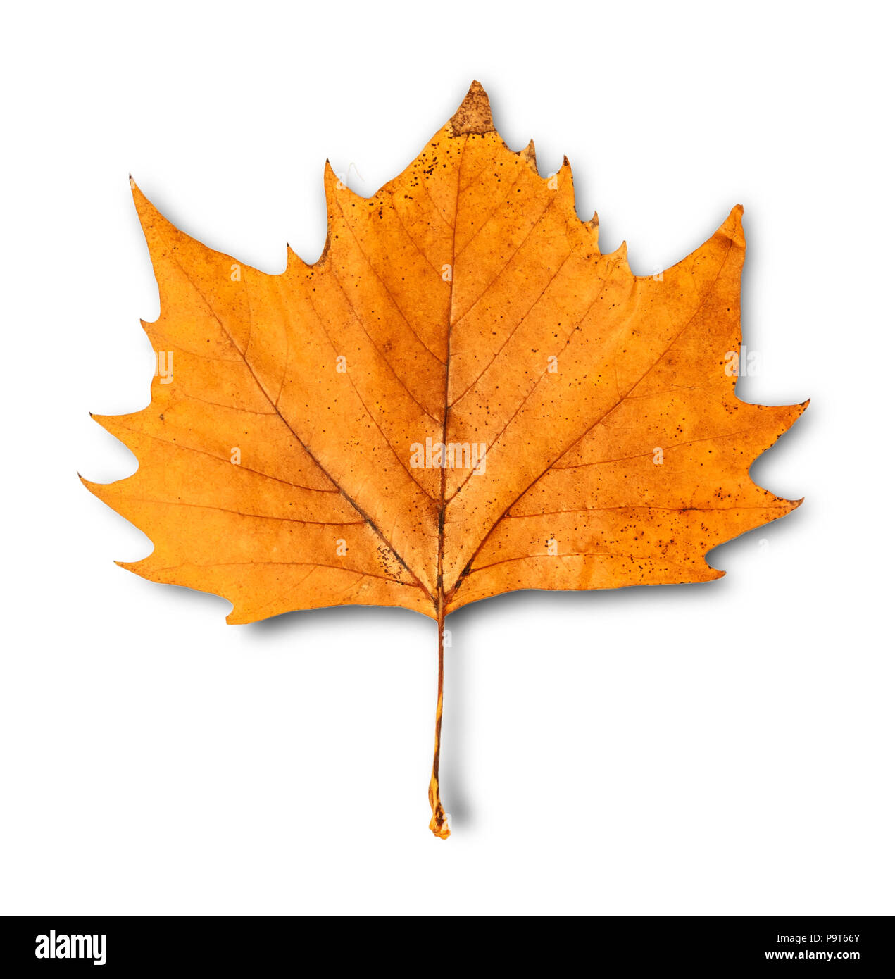 Brown leaf as an autumn symbol Stock Photo - Alamy