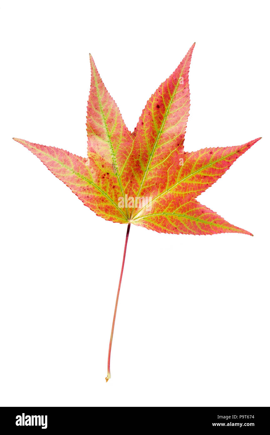 Autumn big leaf for decoration like symbol of fall isolated Stock Photo ...