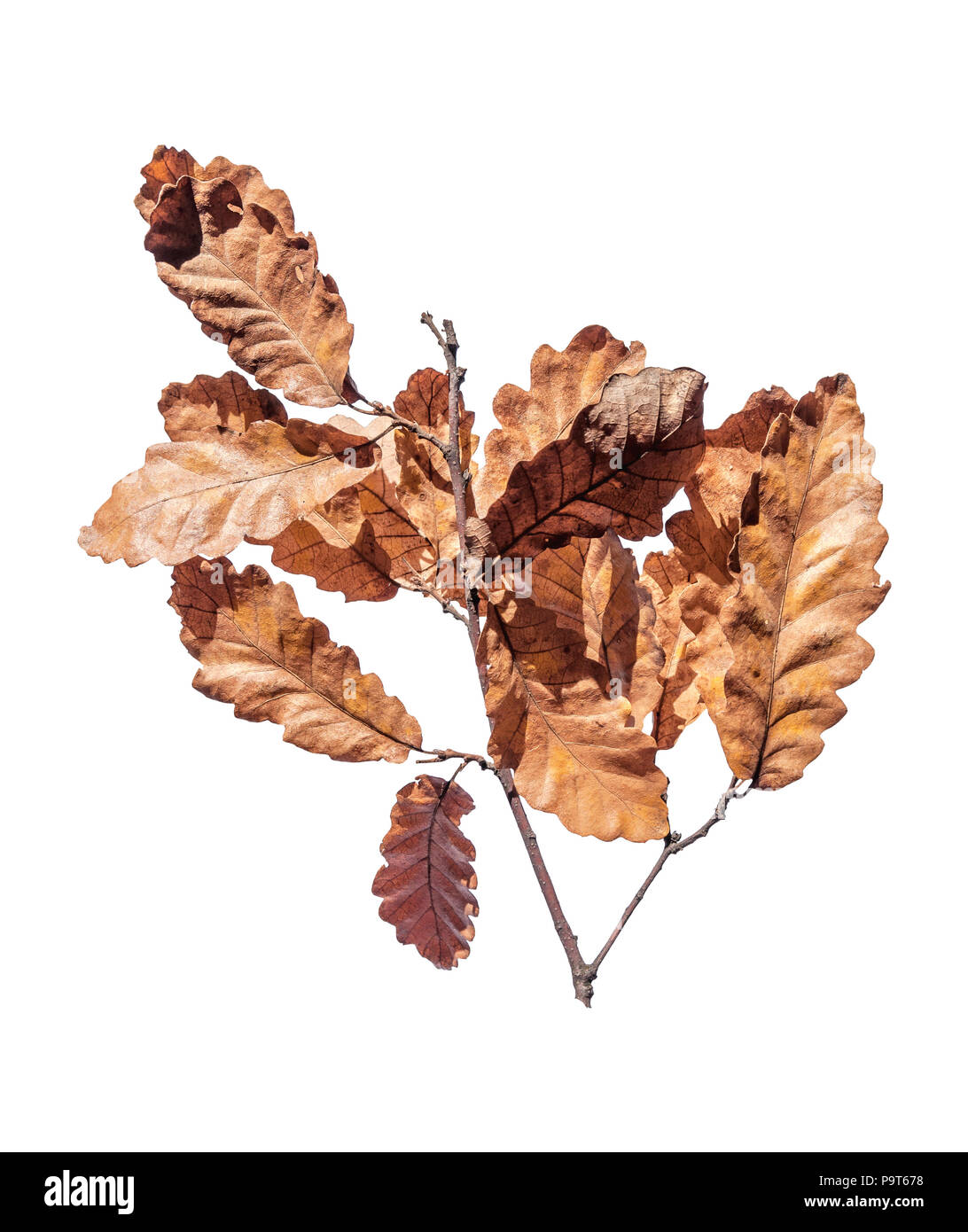 Autumn brown tree branch isolated on white background Stock Photo - Alamy