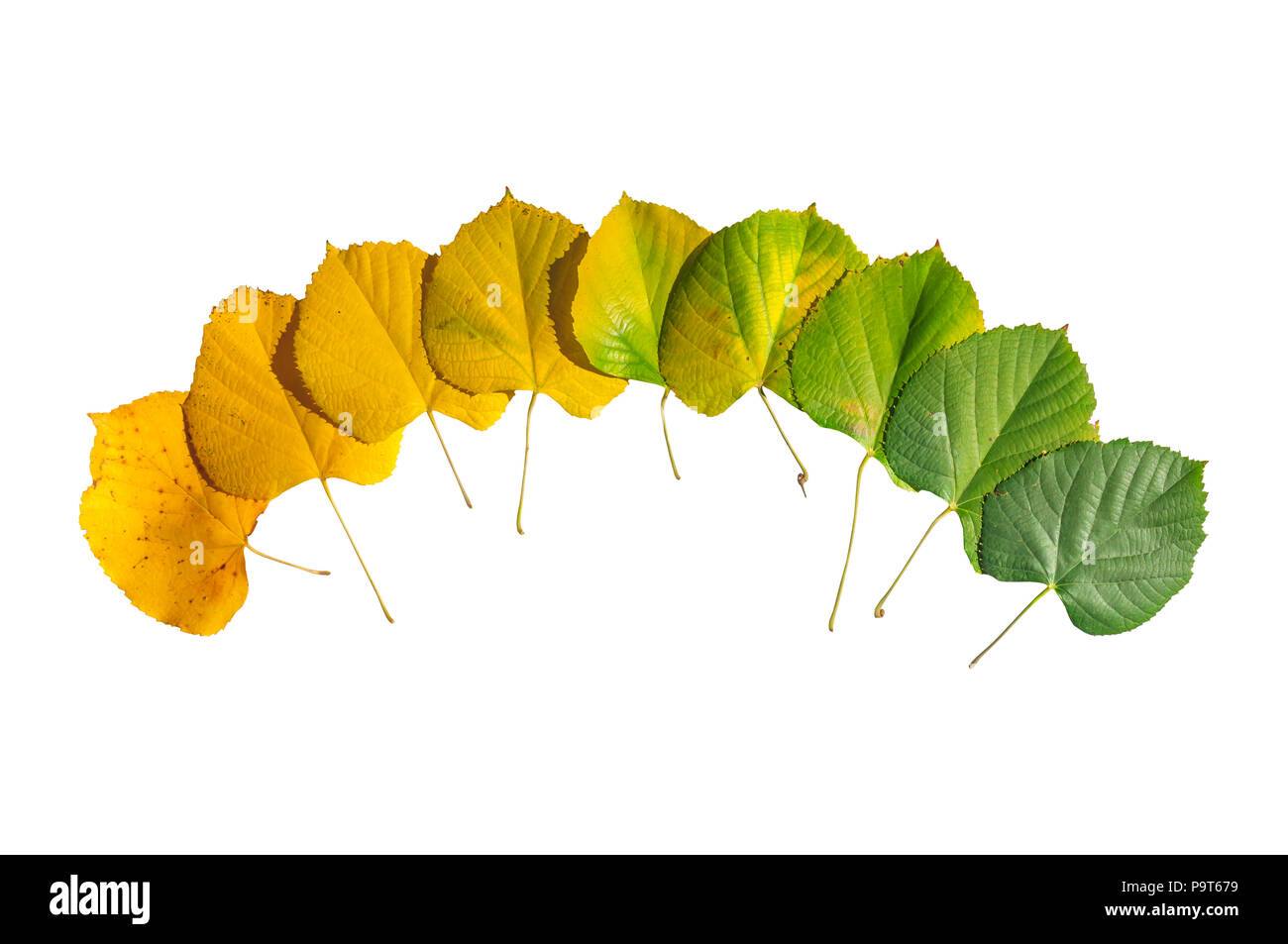 Autumn colored leaves transition from green to yellow isolated on white ...