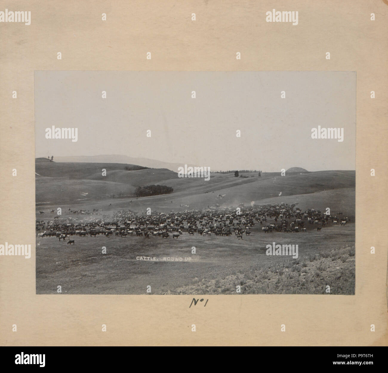 Cattle drive historical hi-res stock photography and images - Alamy