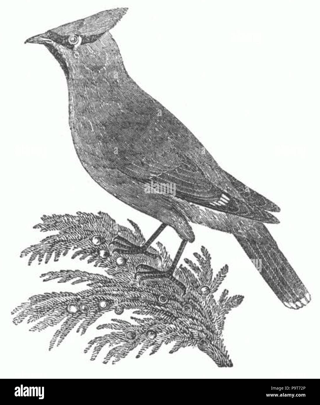 Bird engraving hi-res stock photography and images - Alamy