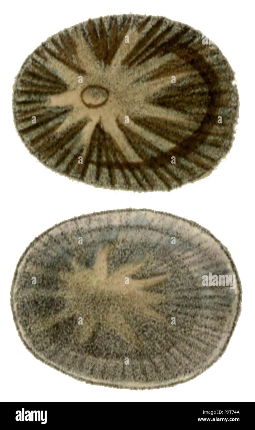 Cellana hi-res stock photography and images - Alamy