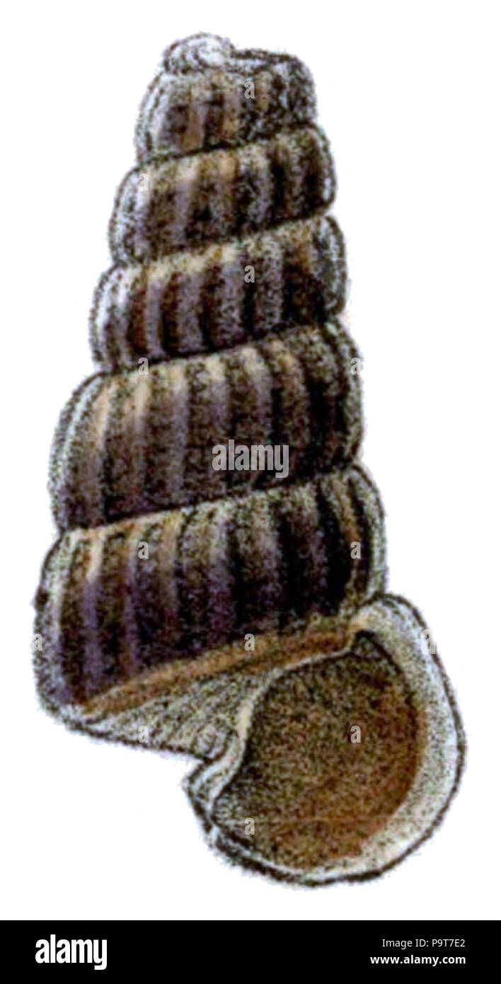 294 Cerithidea decollata shell Stock Photo - Alamy