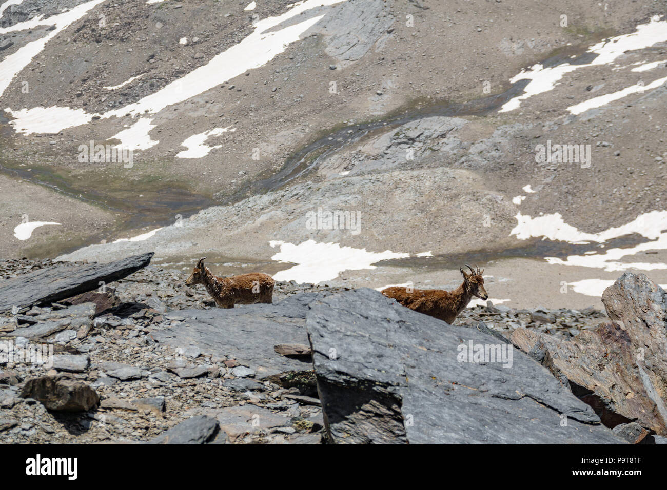 Mountain goats side by side Stock Photo - Alamy