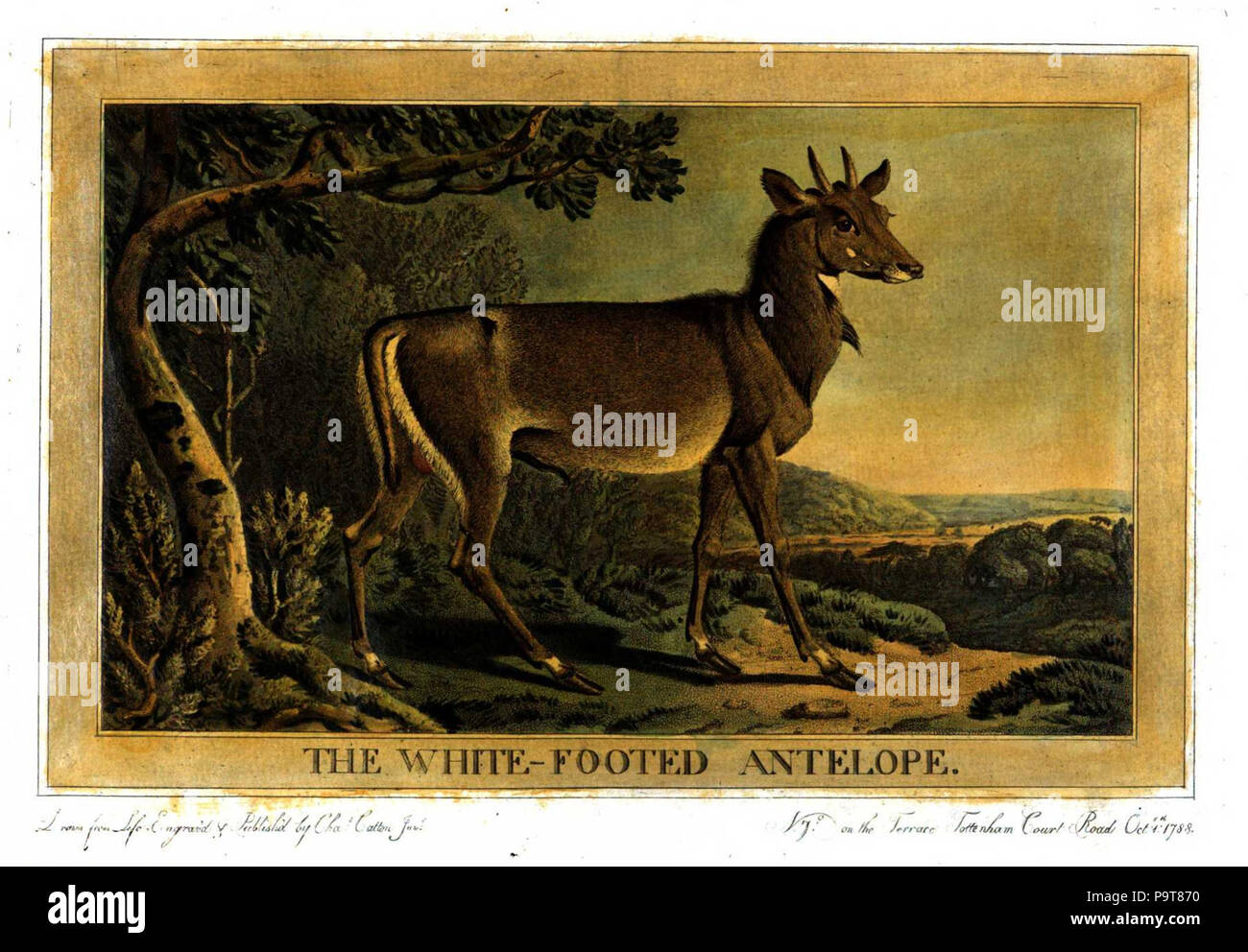 British animals illustrations hi-res stock photography and images - Alamy