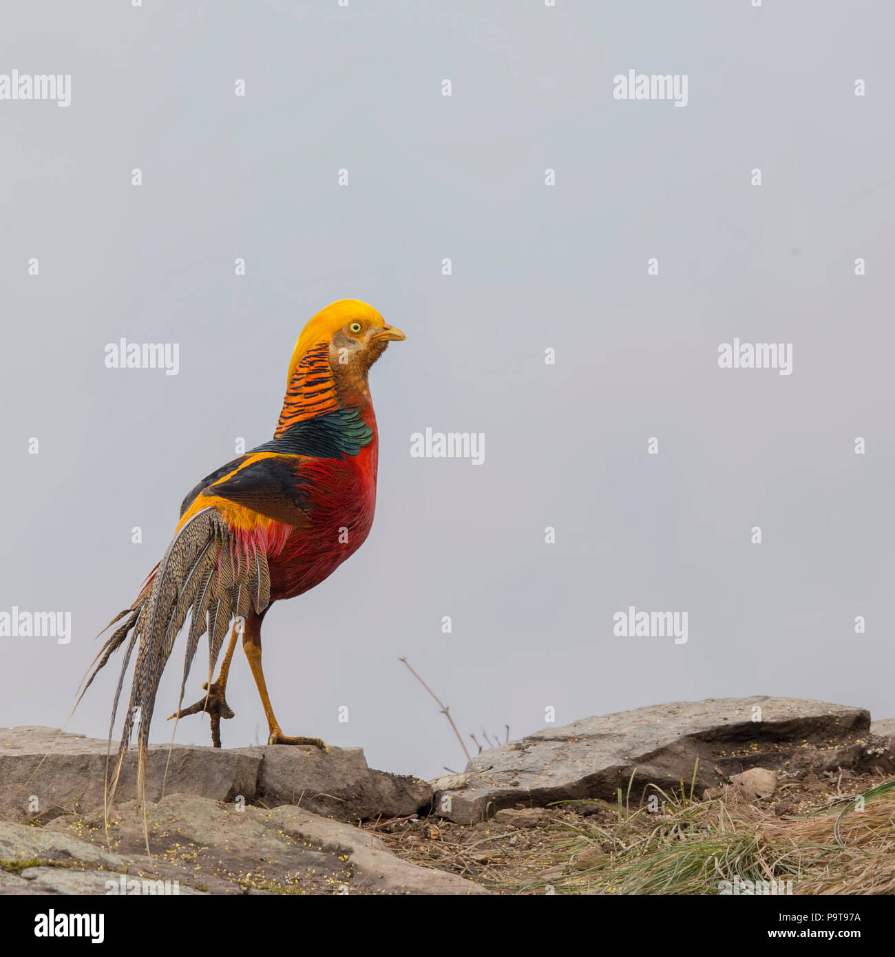 Golden Pheasant Chinese Pheasant Chrysolophus Pictus Stock Photos ...