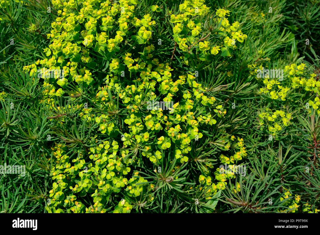 Euphorbia cyparissias Fens Ruby Cypress spurge Wolfs milk yellow ...