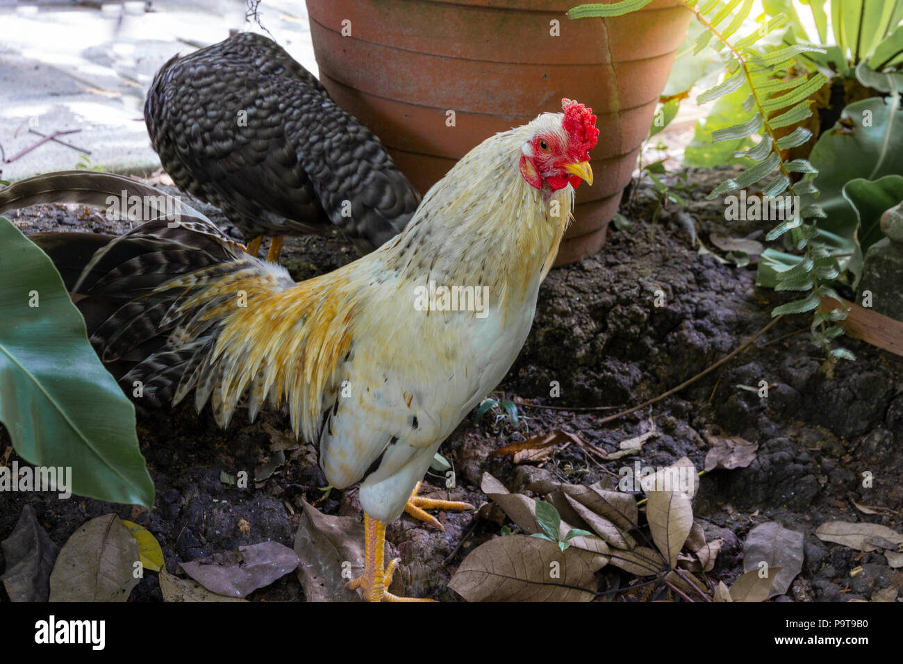 Chicken bantam or rooster crow.Beautiful colorful chicken, red comb. a ...
