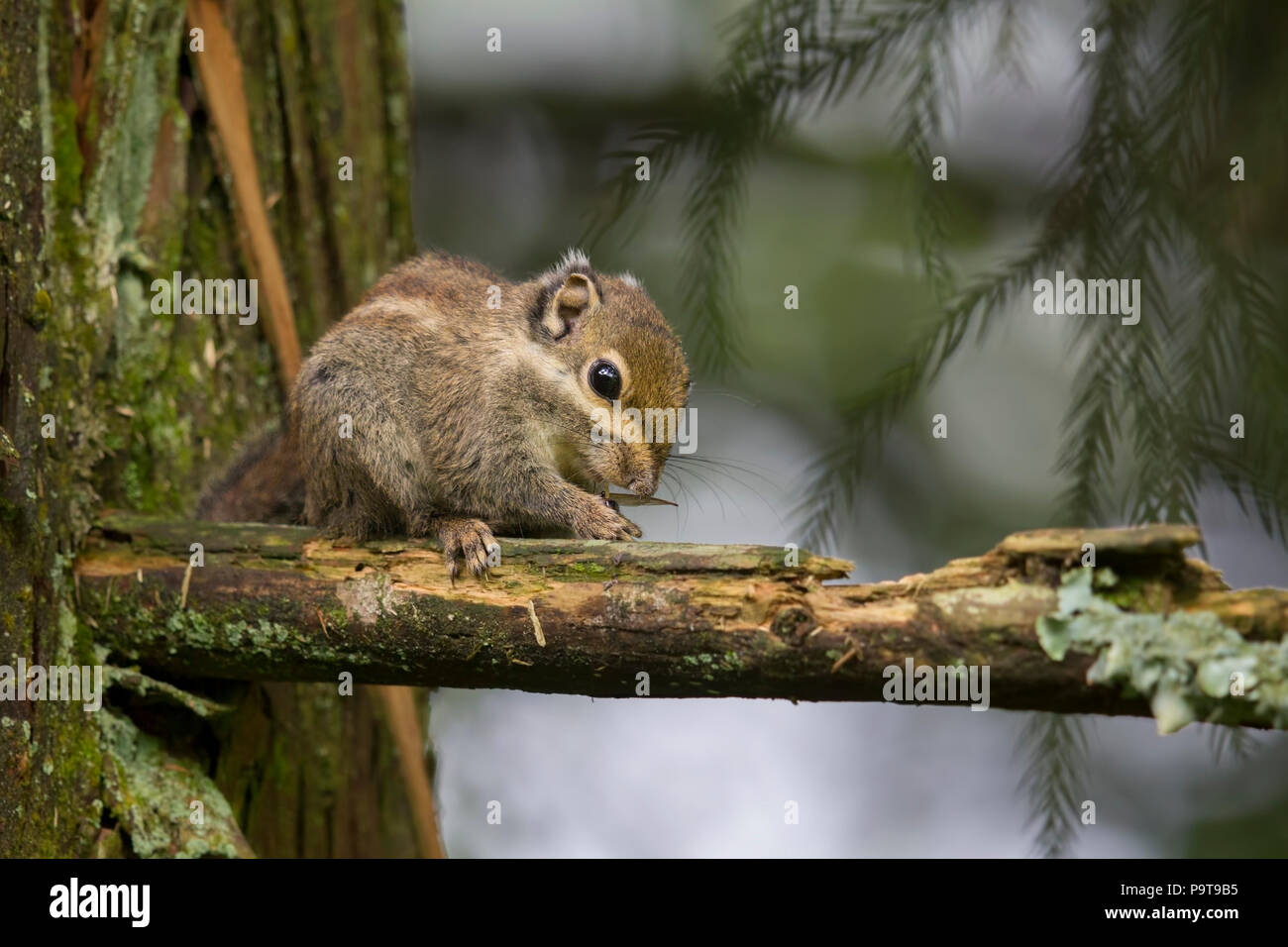 Striped squirrel hi-res stock photography and images - Alamy